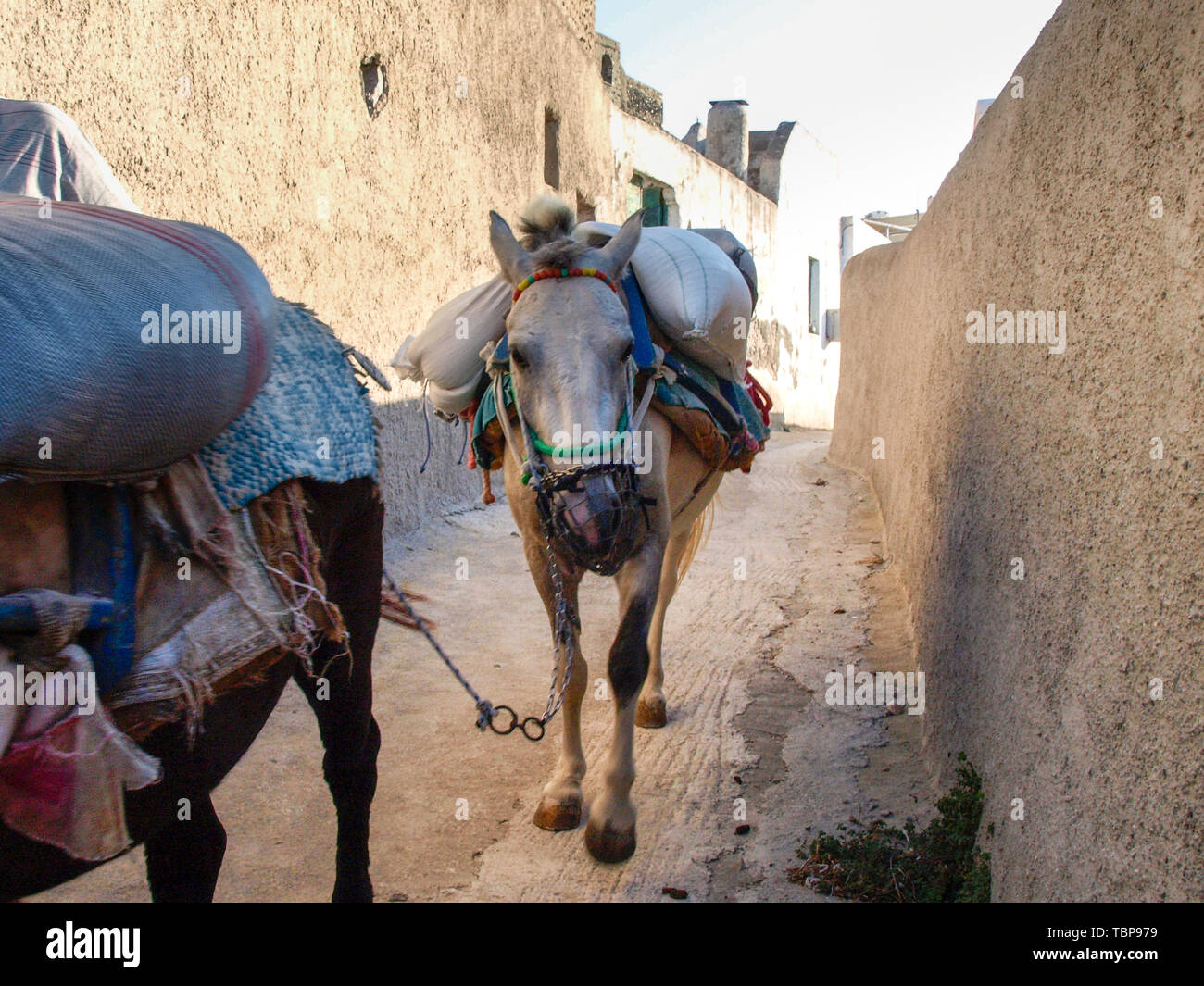 Santorini, Greece: Transport mule typical of Greek culture Stock Photo ...