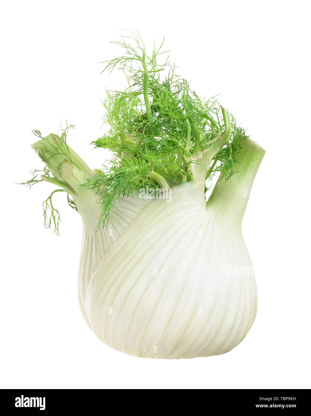 Fennel Bulb. Single fresh fennel bulb with leaves on white background ...