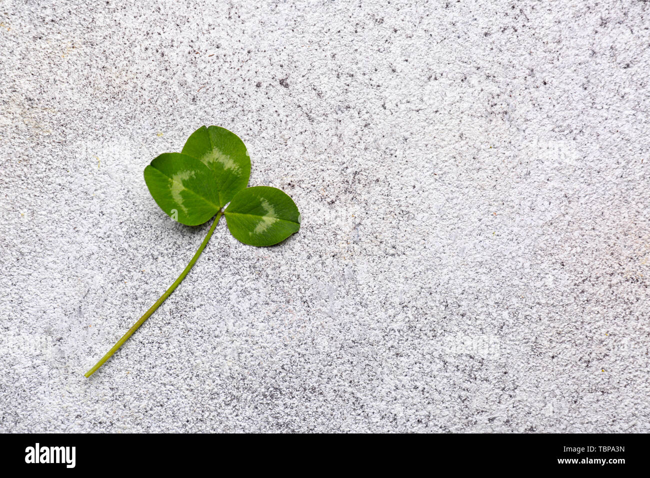 Fresh green clover on light background Stock Photo - Alamy