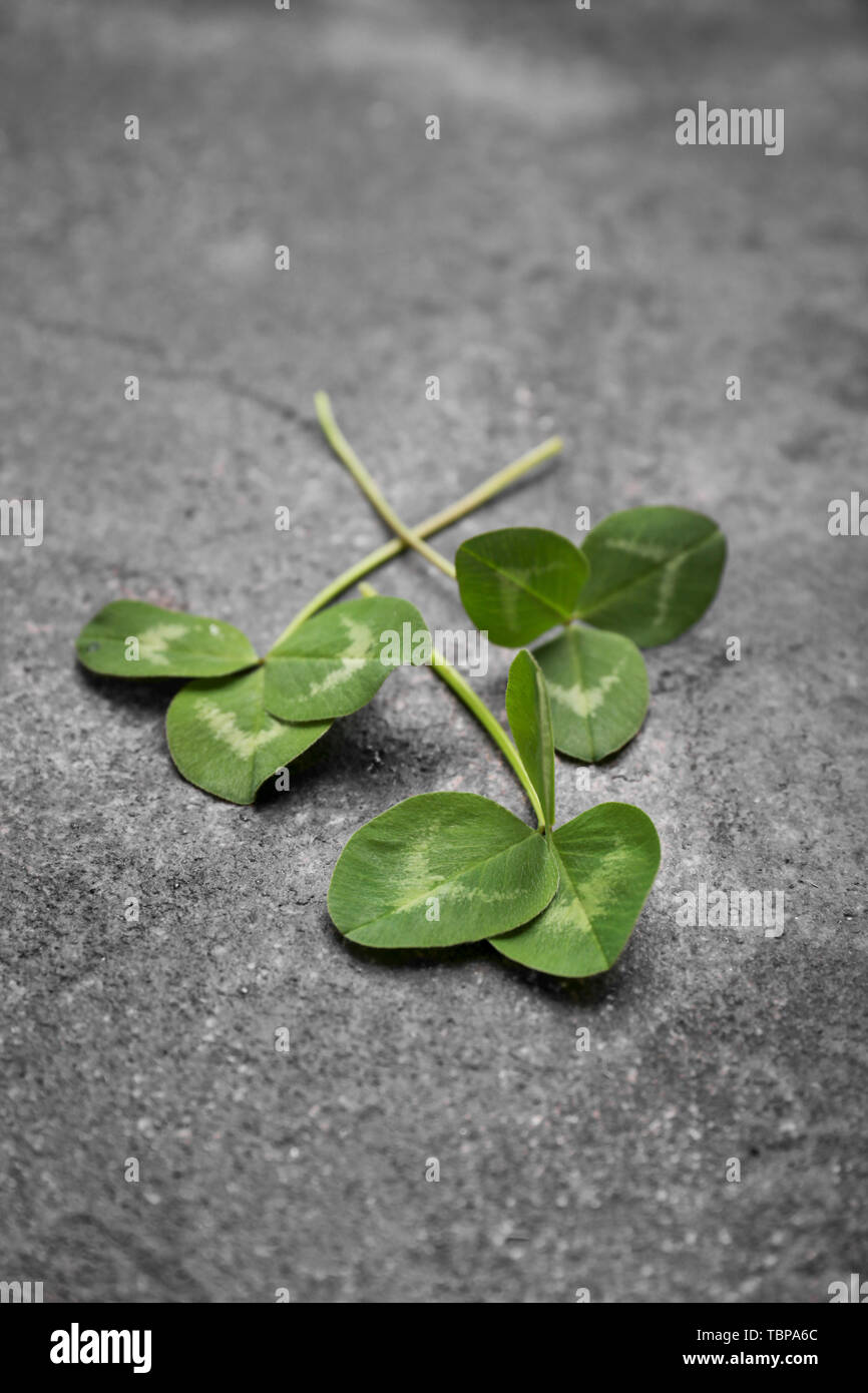 Grey clover hi-res stock photography and images - Alamy