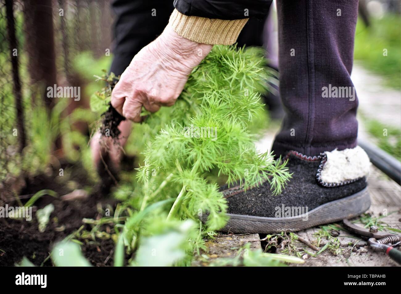 the process of pulling grass weeds from the ground near the pavement ...