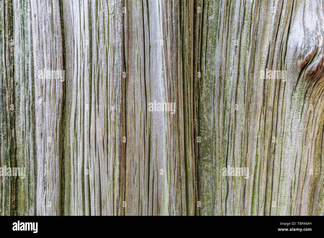 Ancient cypress bark texture Stock Photo - Alamy