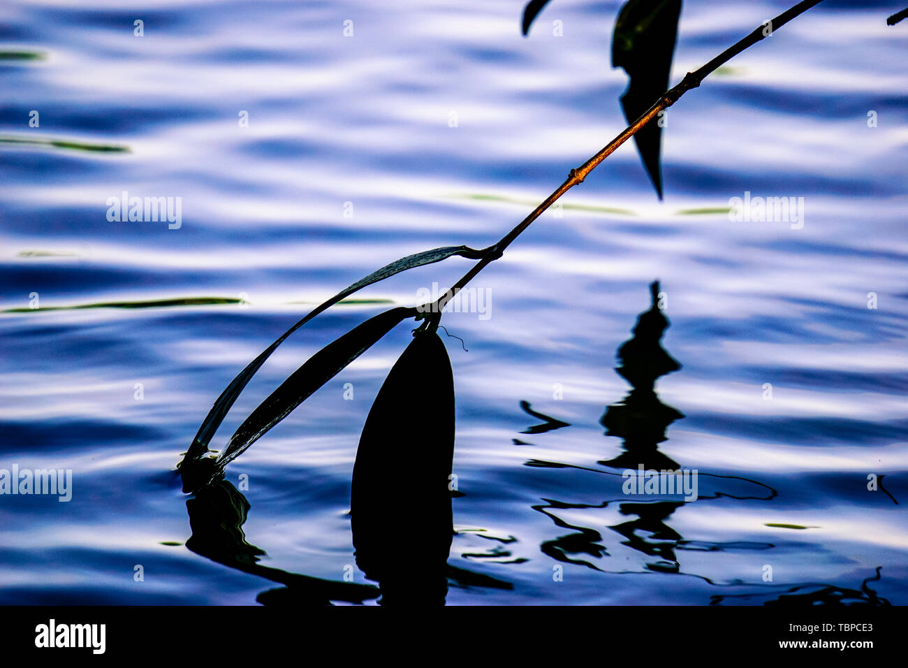 Leaf shadow ripples Stock Photo - Alamy