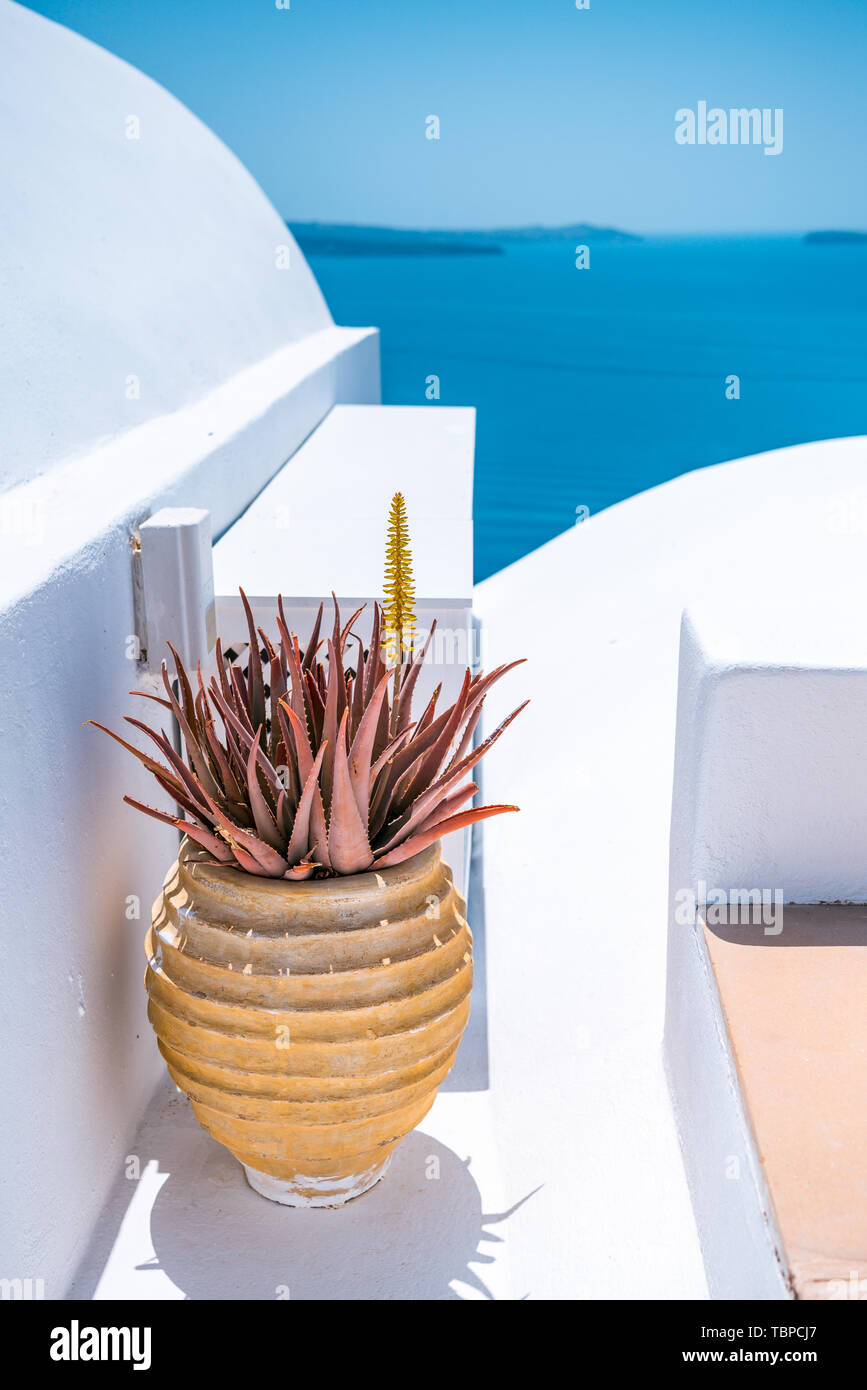 Cactus and red aloe vera decor at the Blue and White Cliff Hotel on the ...
