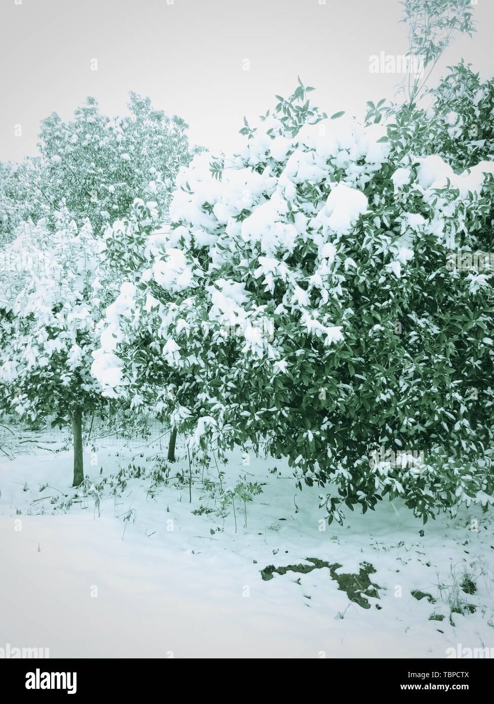 The osmanthus tree in the snow Stock Photo - Alamy