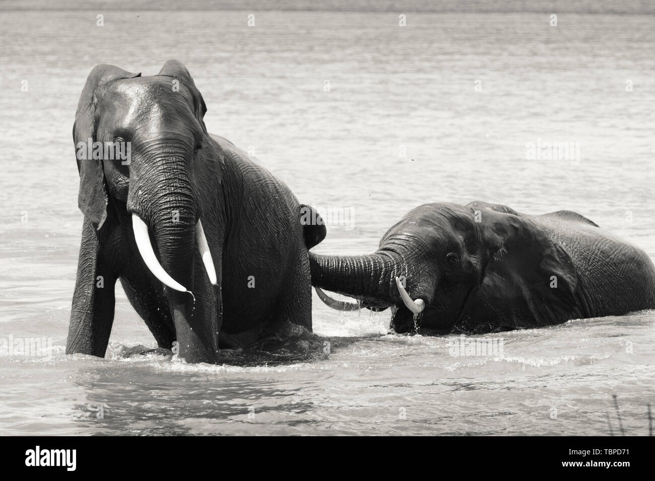 Africa, Zimbabwe, manaturals, national parks, animals, elephants, baby ...