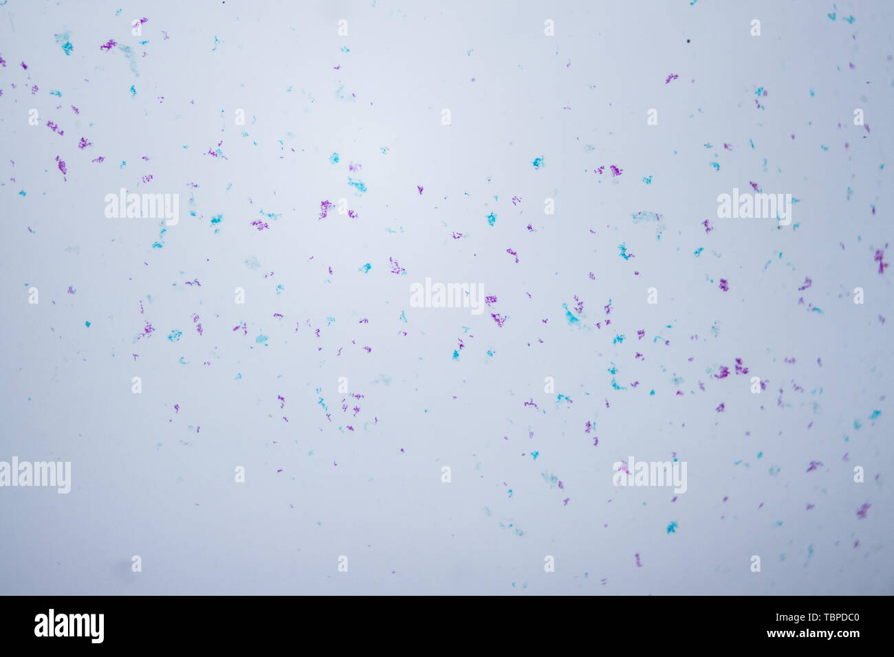 Performance of human fibroblasts and fibroblasts under light microscope ...