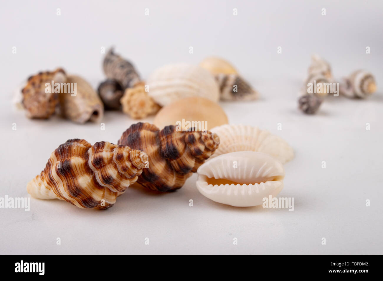Various snail shells poured onto the table. Colorful shells of molluscs ...