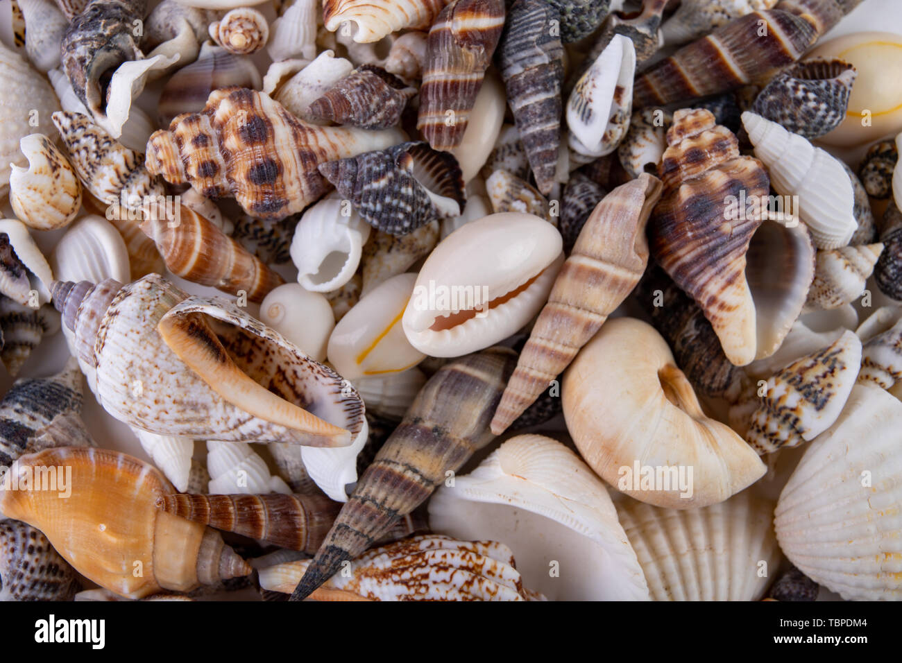 Various snail shells poured onto the table. Colorful shells of molluscs ...