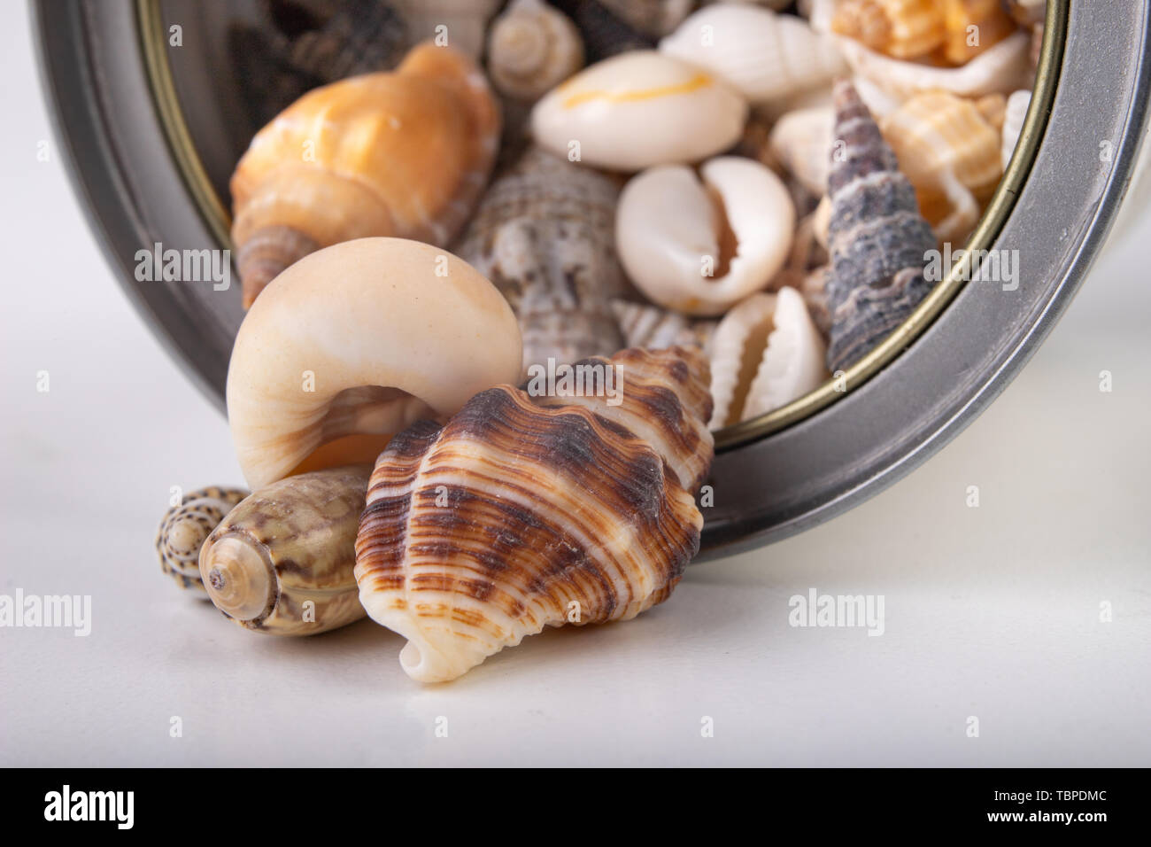Small snail shells sprinkled out of the can. Shells in a metal ...