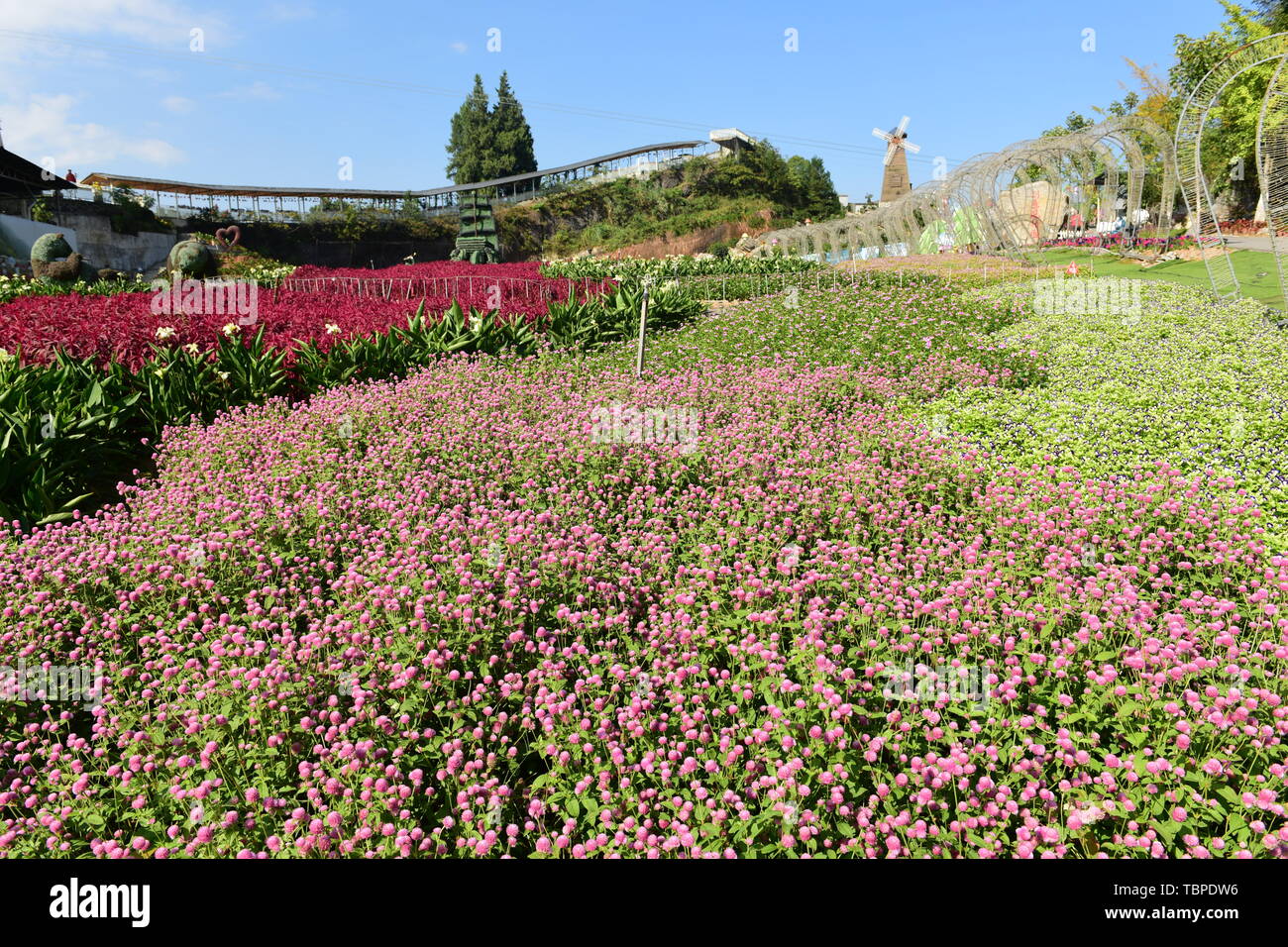Flower sea scenery Stock Photo - Alamy