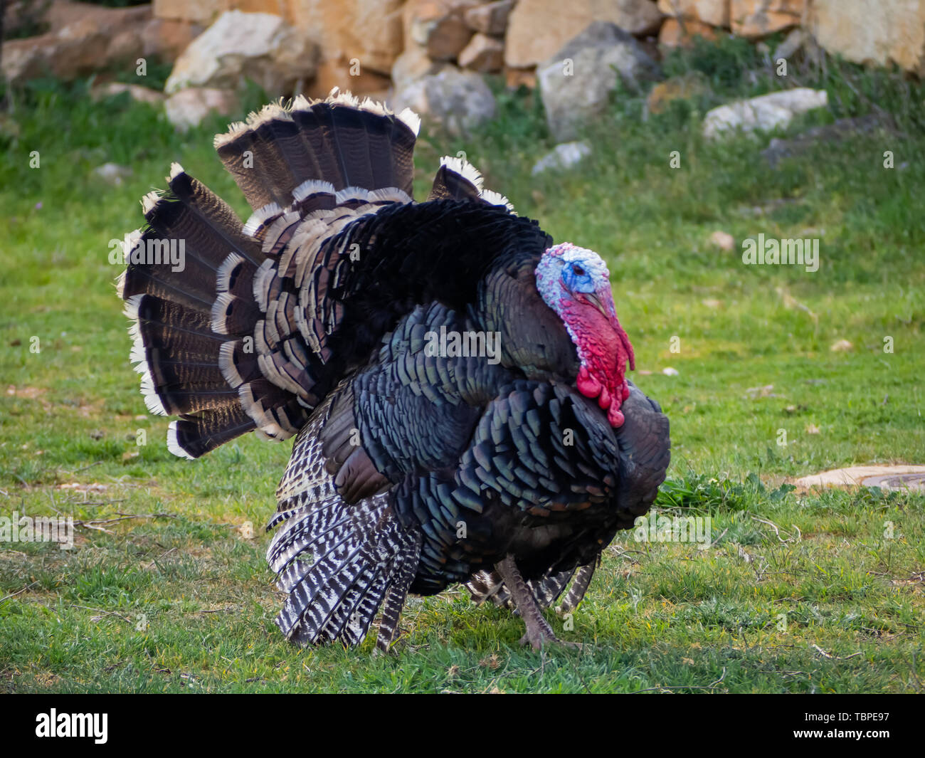 Turkey mucus hi-res stock photography and images - Alamy