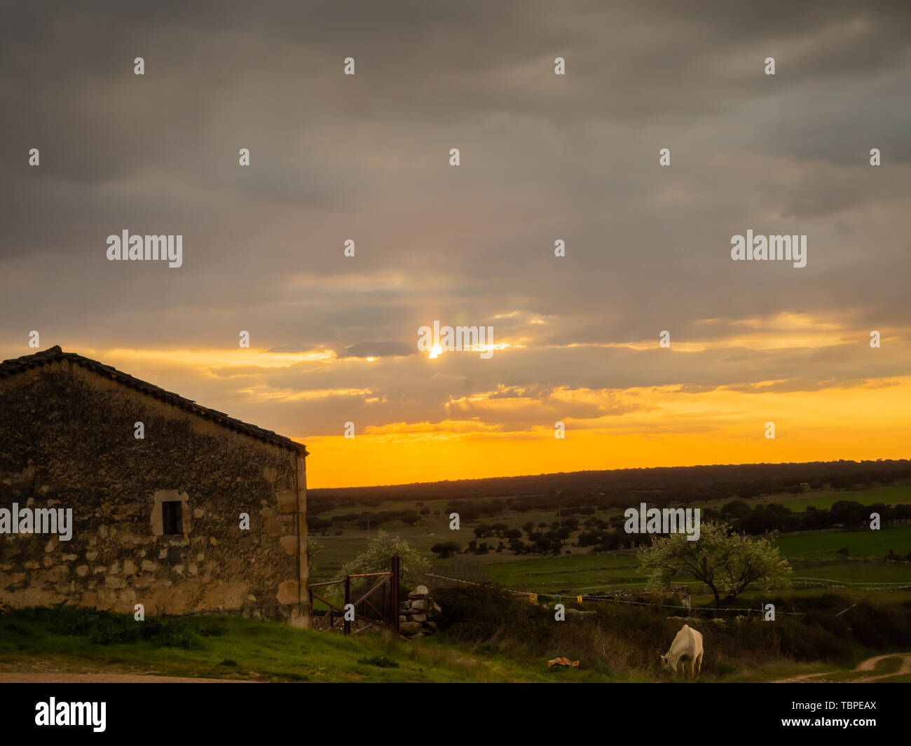Animal farm sunset hi-res stock photography and images - Alamy