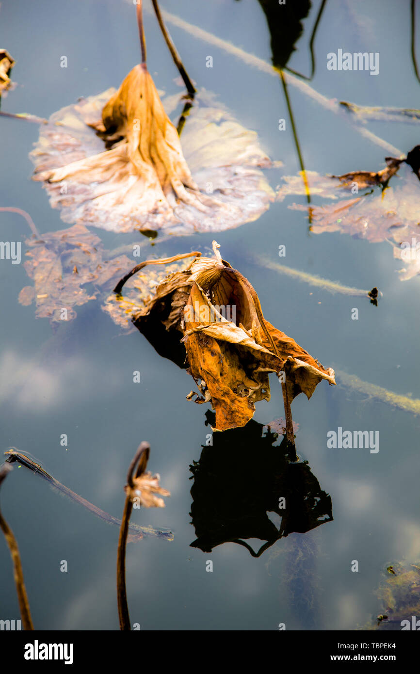 The dead lotus in the late autumn of Nanjing Stock Photo - Alamy