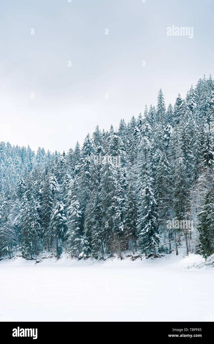 spruce forest in winter. cold gloomy weather on an overcast day. trees ...
