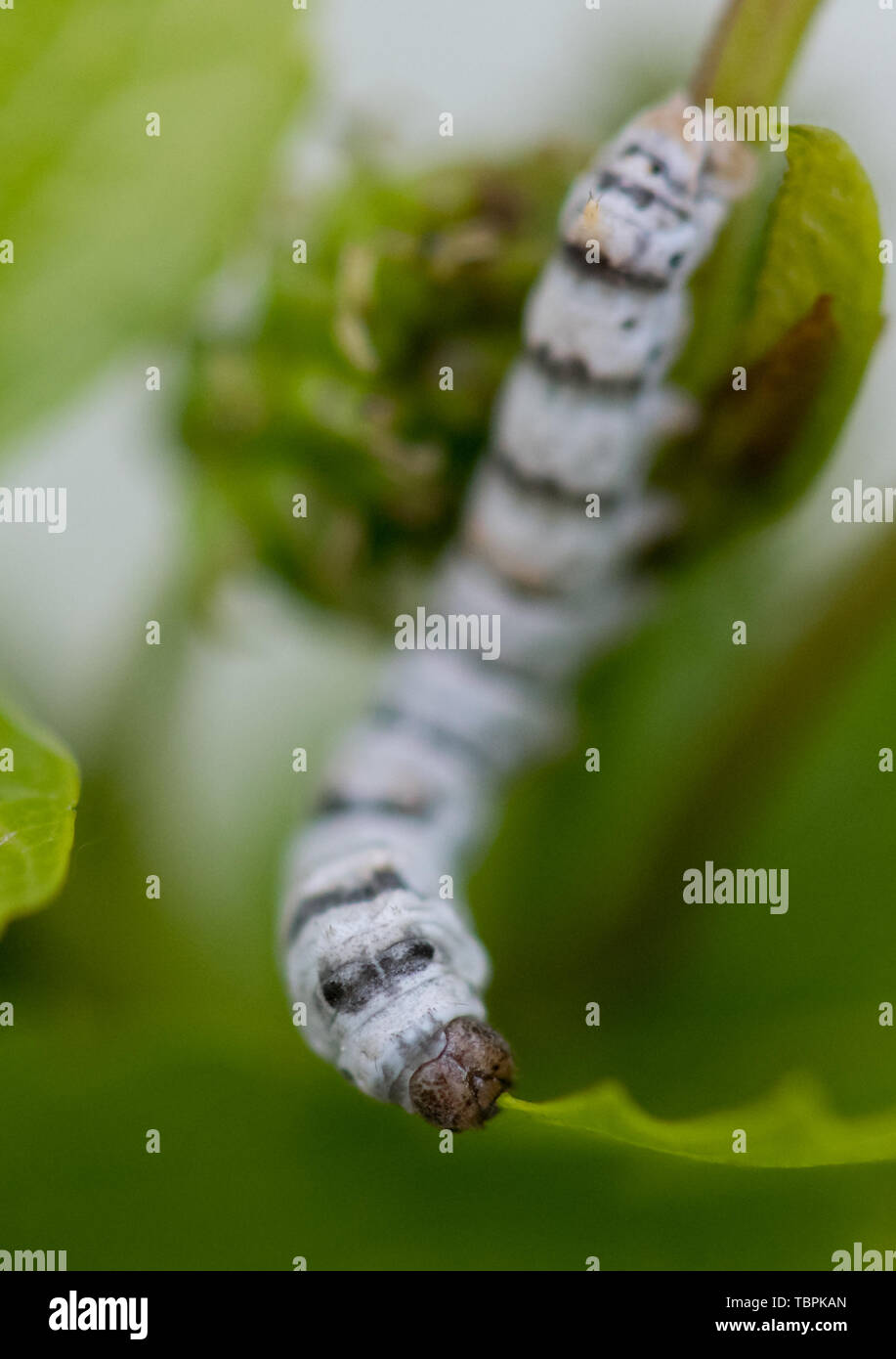 Silkworm of the mulberry tree hi-res stock photography and images - Alamy