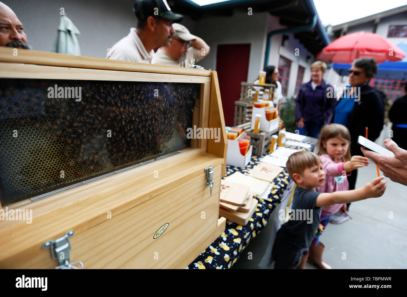 Los Angeles, USA. 2nd June, 2019. Bees are shown at "We Love Bee ...