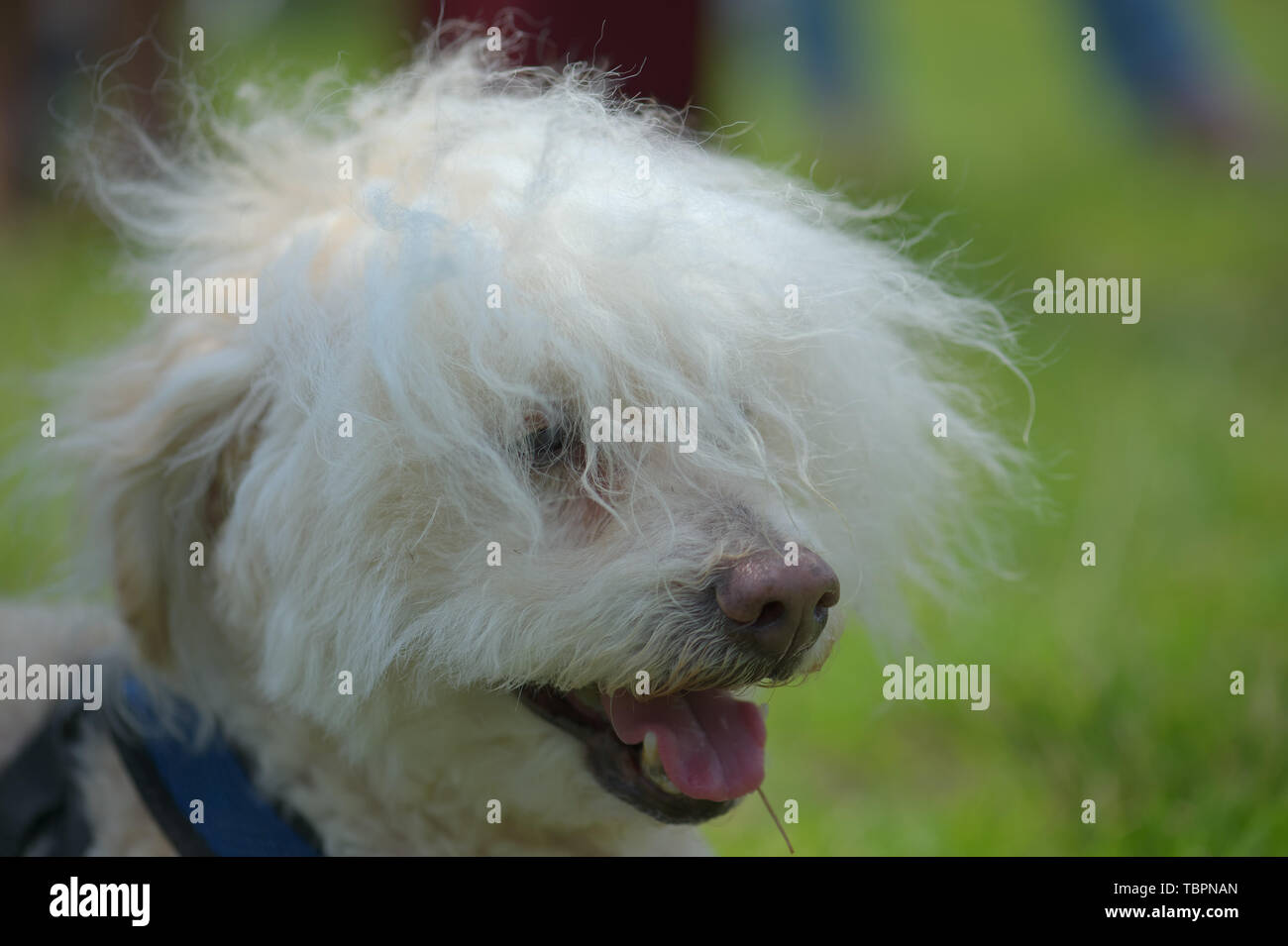 Poodle in the wind hi-res stock photography and images - Alamy