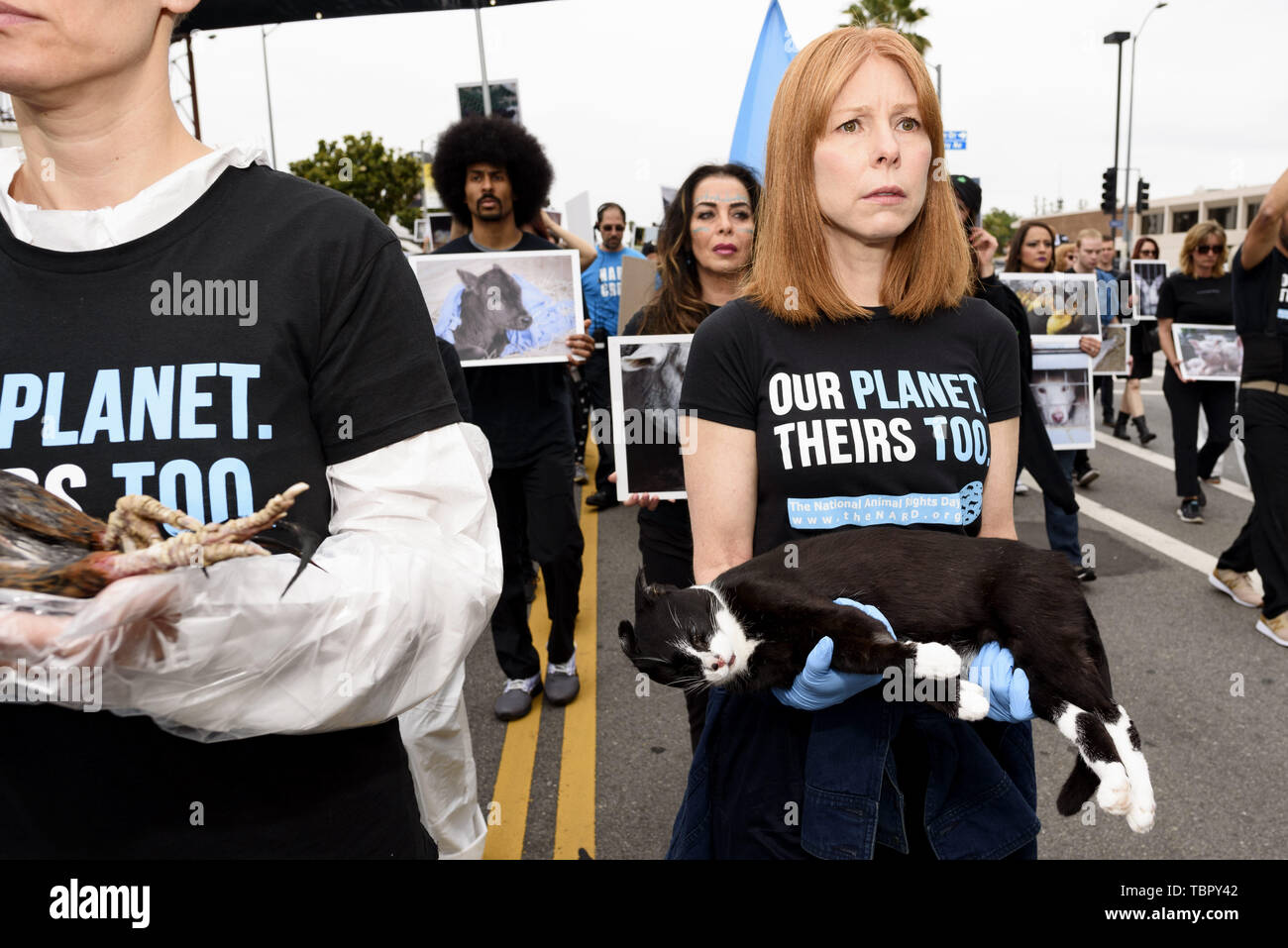 March 15, 2019 - Los Angeles, California, United States - An animal ...