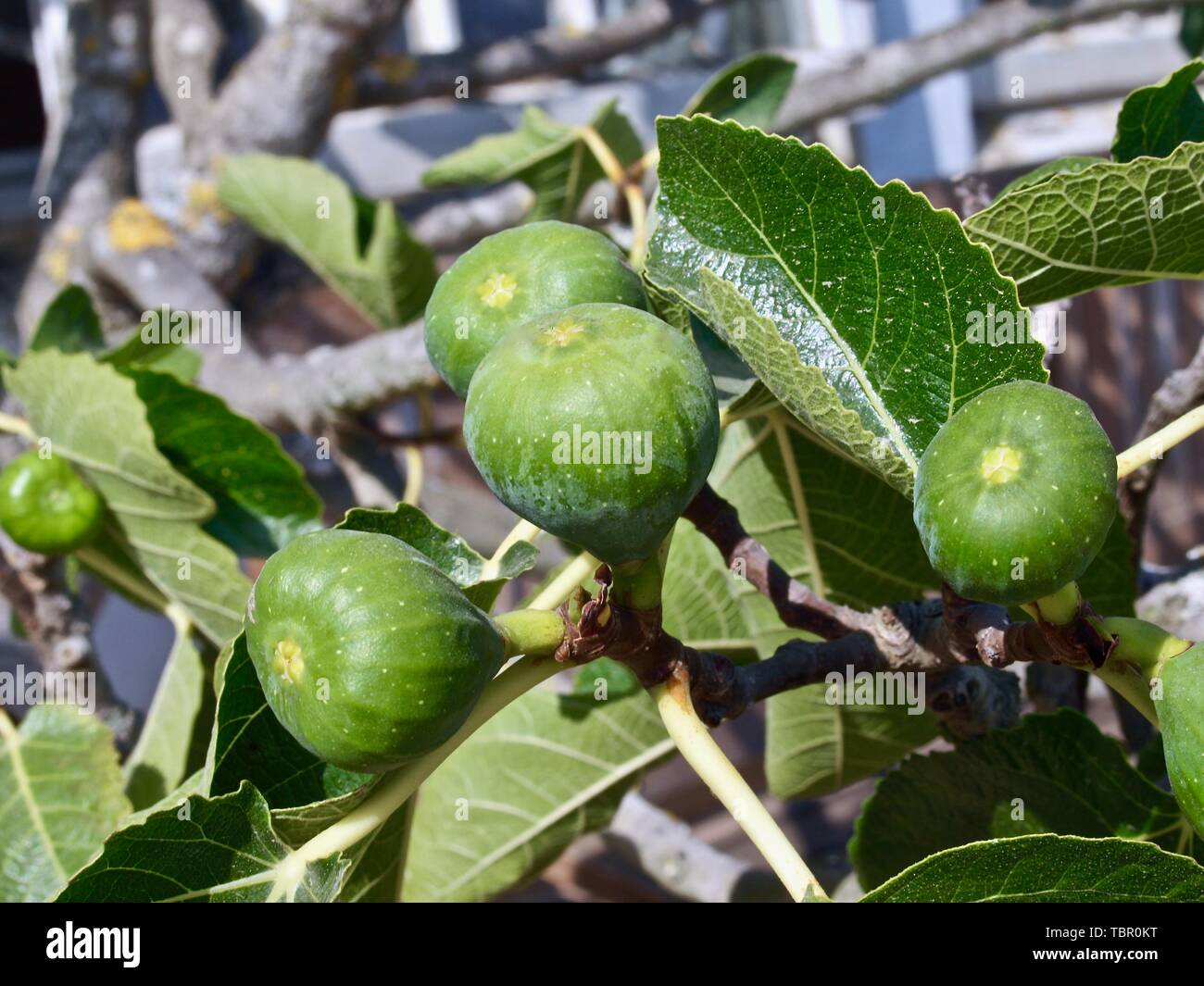 Fig tree fruit hanging hi-res stock photography and images - Alamy
