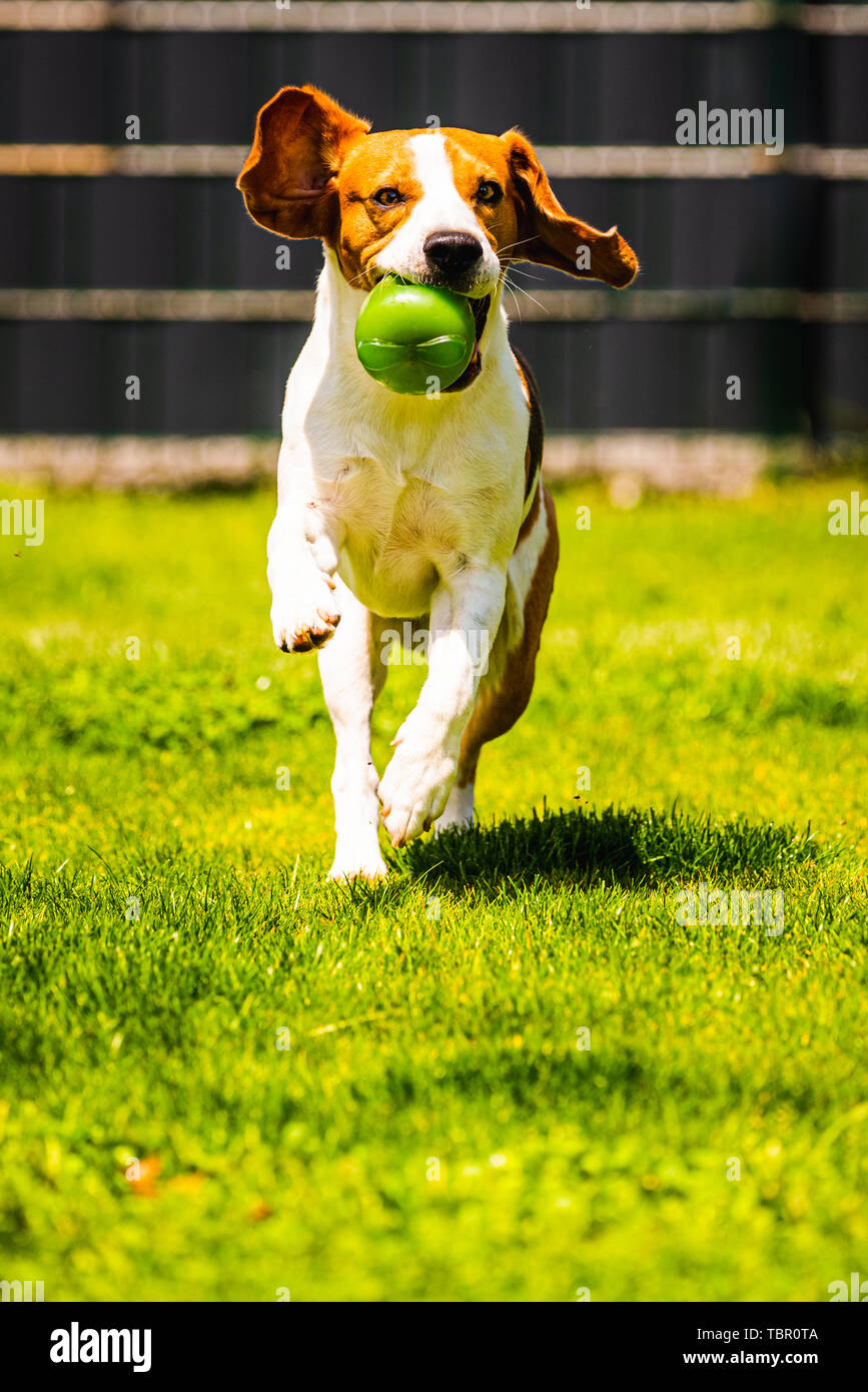 Beagle dog jumping and running with a toy in garden, towards the camera ...