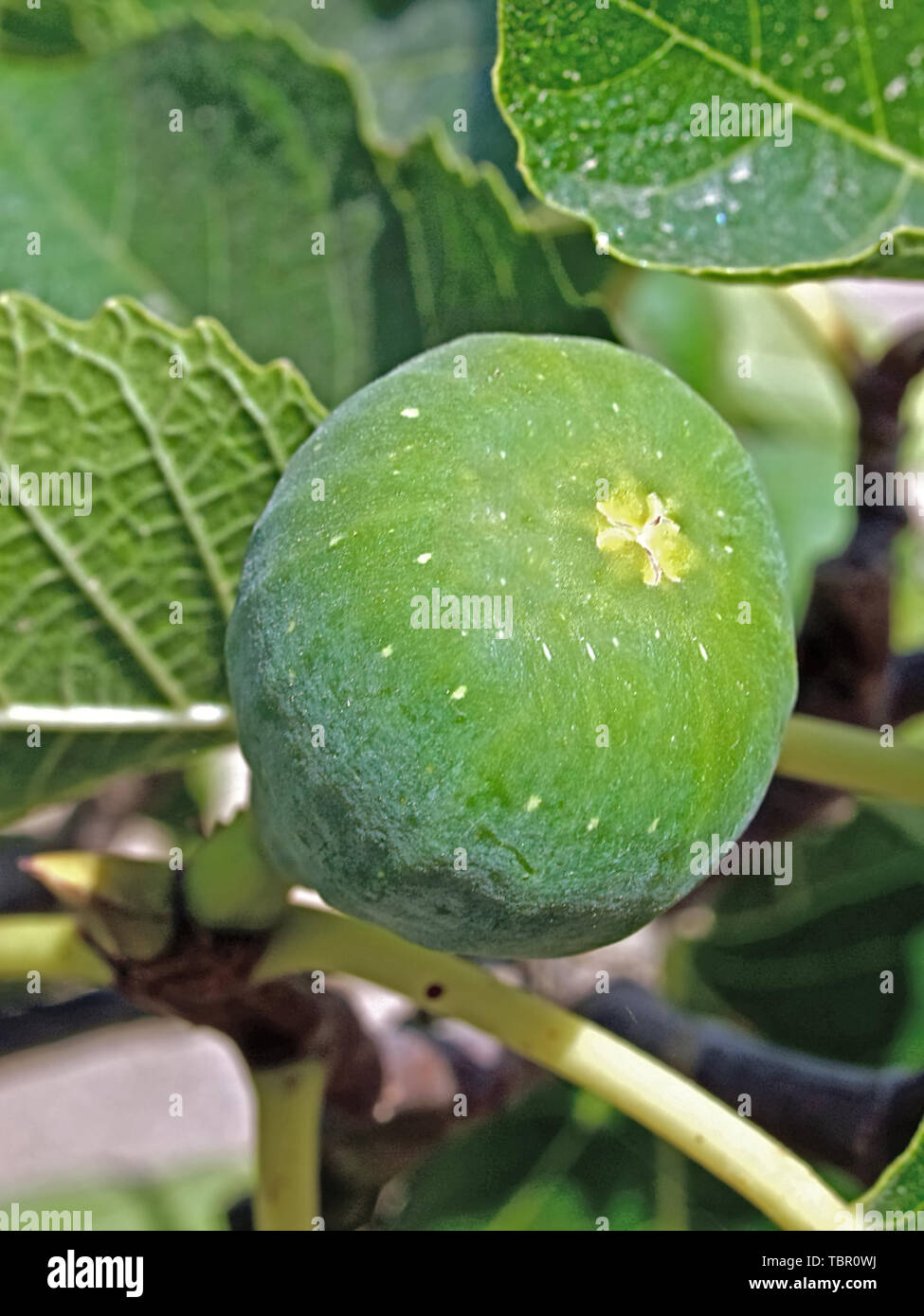 Figs grow on a fig tree hi-res stock photography and images - Alamy
