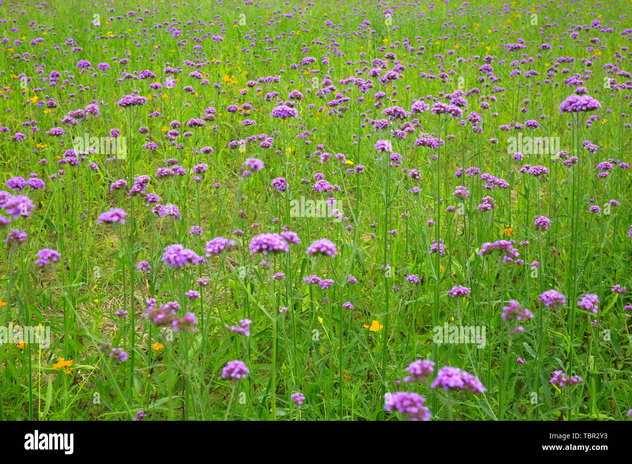 Flowers on the prairie Stock Photo - Alamy