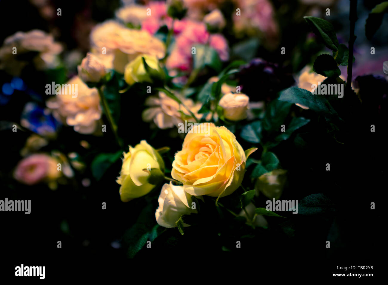 Sad flower, seemingly brilliant, not alone, but the sadness of the ...