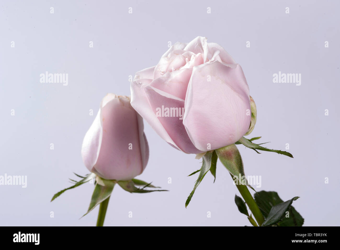 Pink Snow Mountain Rose Stock Photo - Alamy