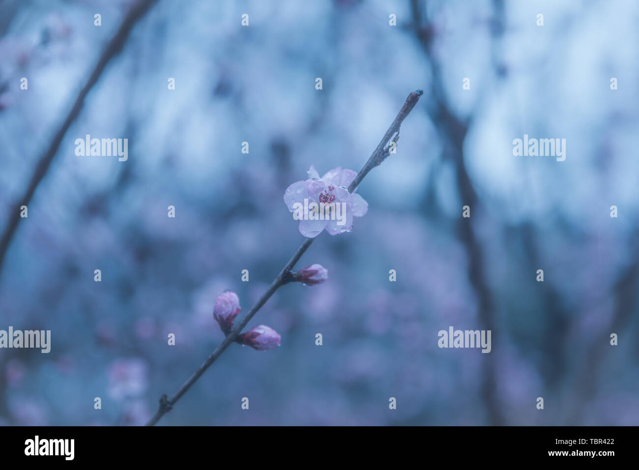 Peach blossoms in the rain Stock Photo - Alamy