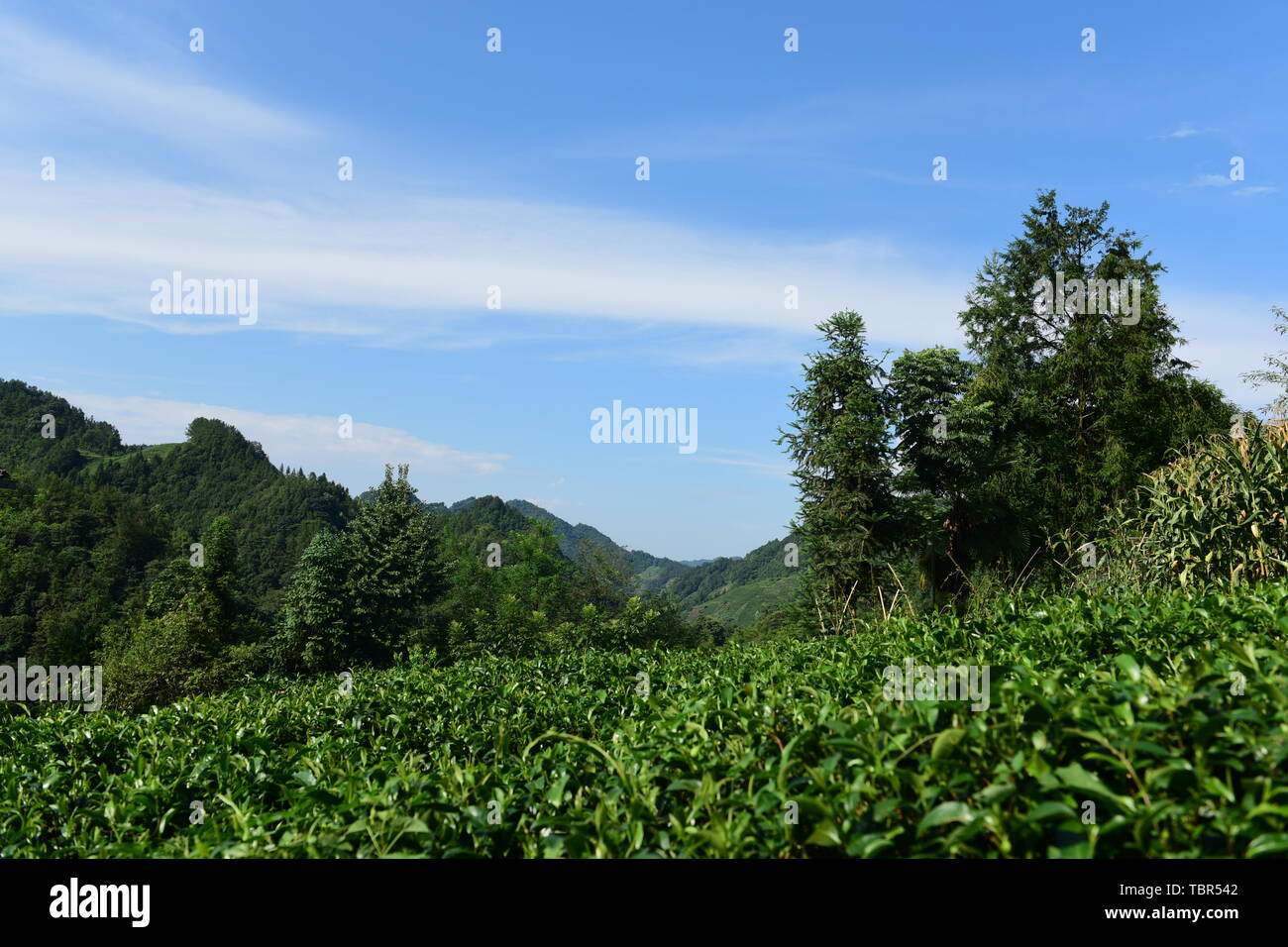 Tea Garden Tea Mountain Stock Photo - Alamy