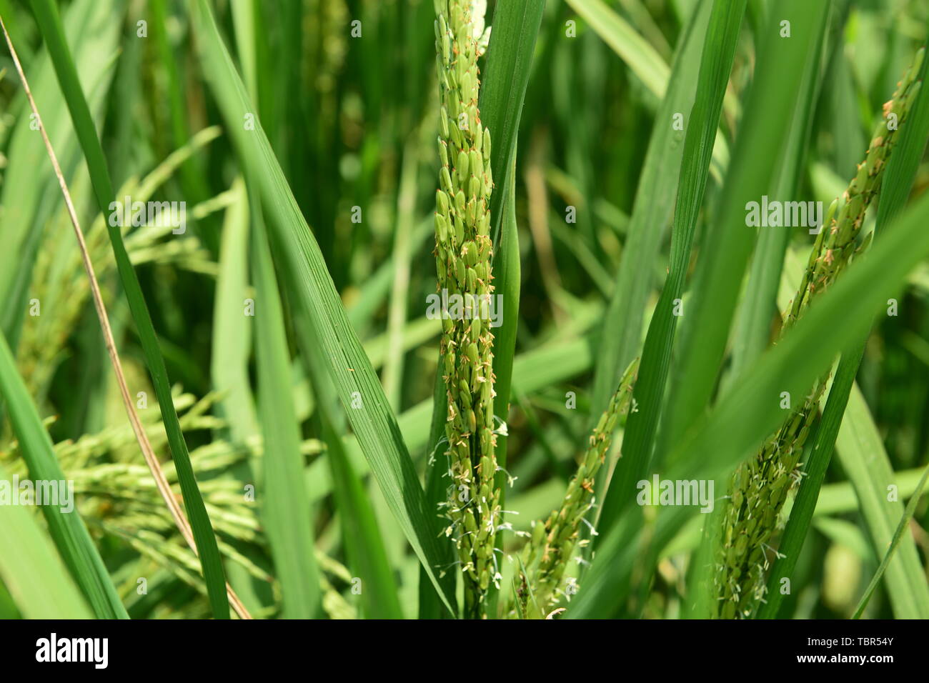Rice spike paddy field, rice Stock Photo - Alamy