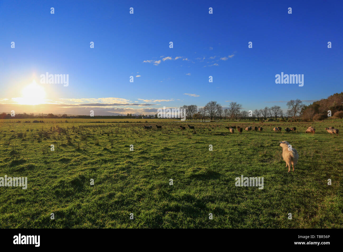 New zealand cows and sheep hi-res stock photography and images - Alamy