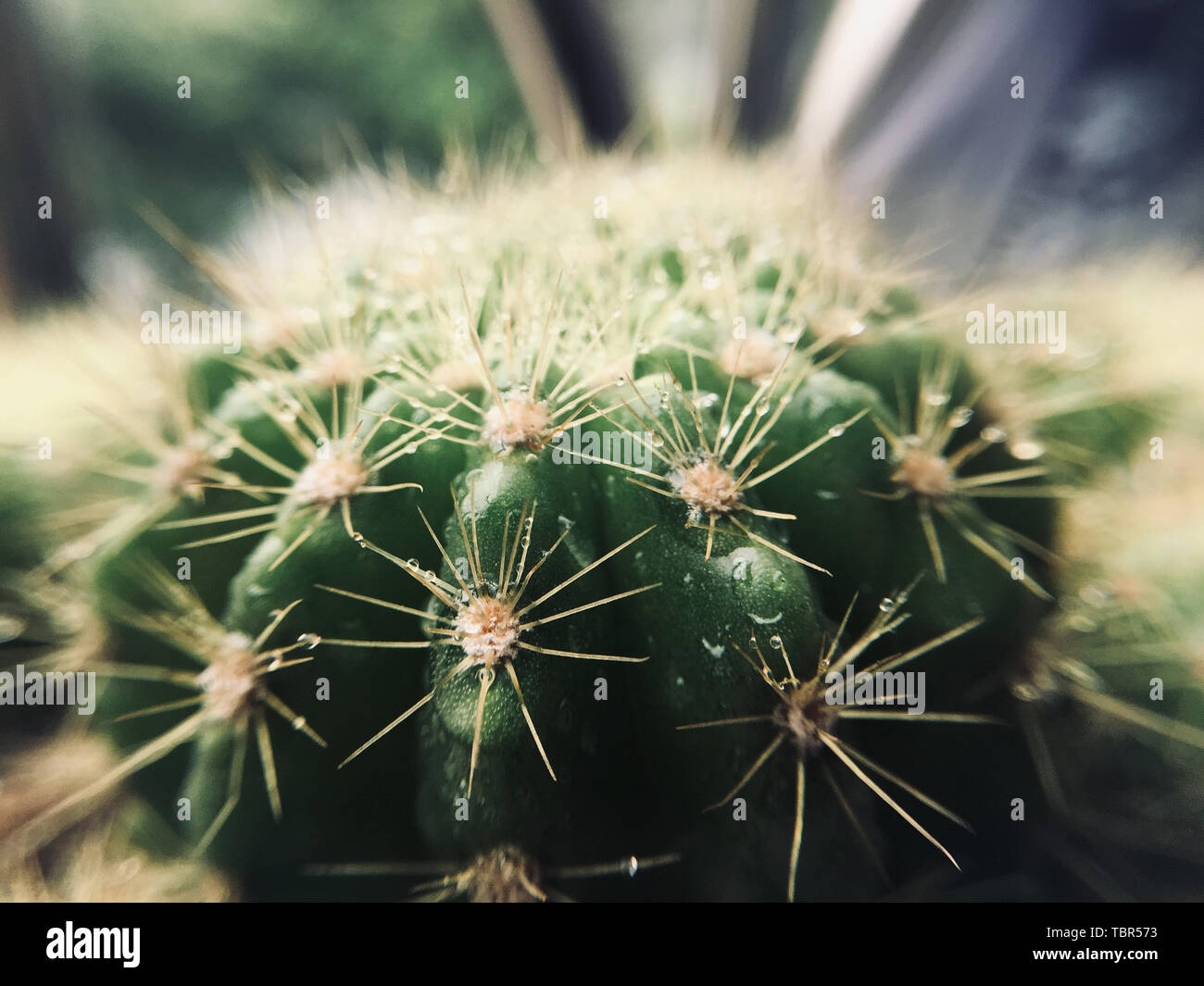 Dried up cactus hi-res stock photography and images - Alamy