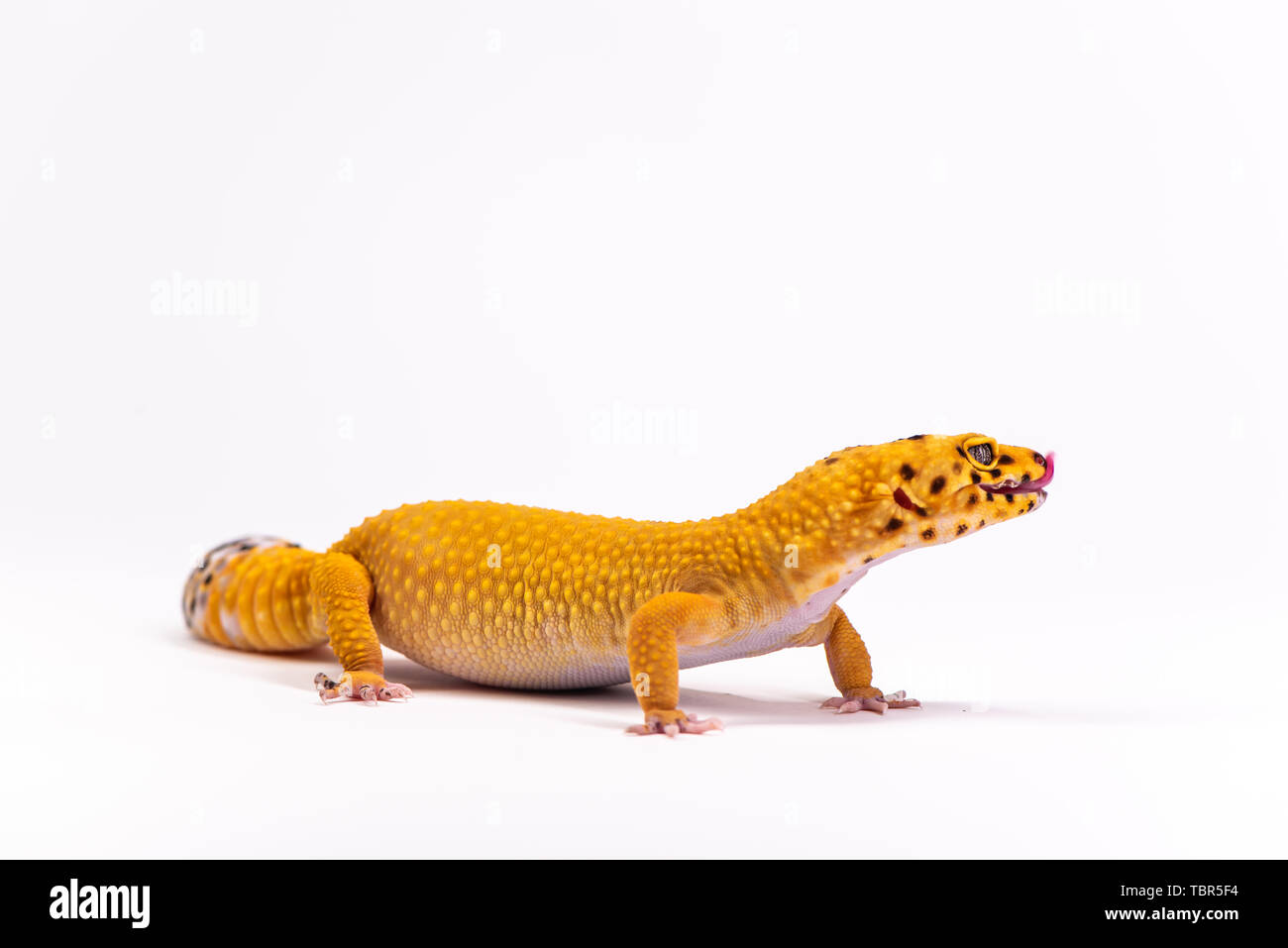 Fat leopard hi-res stock photography and images - Alamy