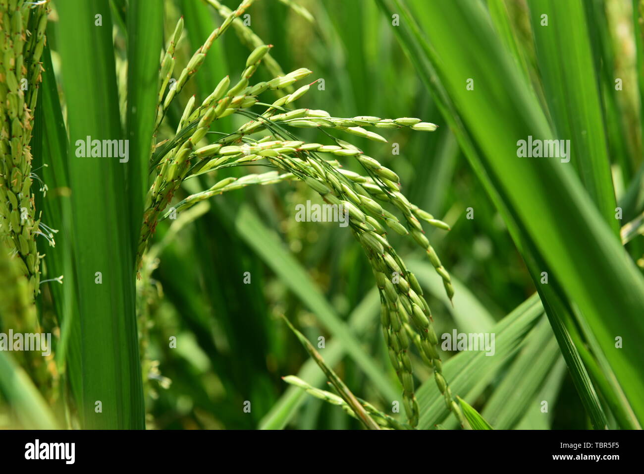 Rice spike paddy field, rice Stock Photo - Alamy