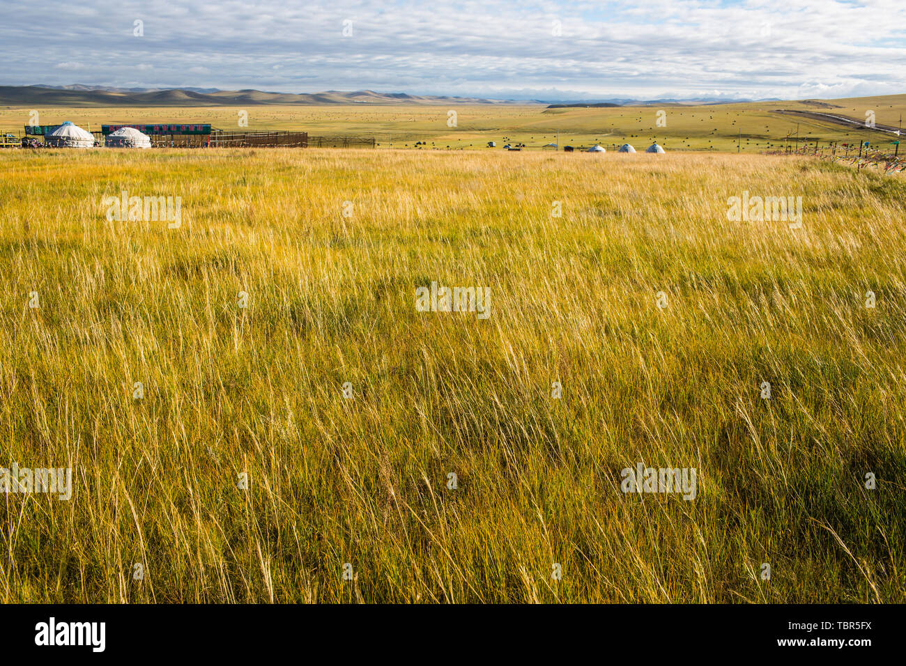 The autumn of the Morgge Prairie Tribe in Hulunbuir, Inner Mongolia is ...