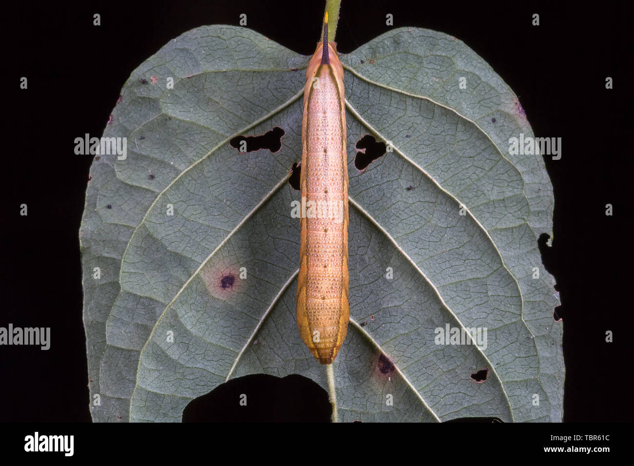 Larvae moth on wild hi-res stock photography and images - Alamy