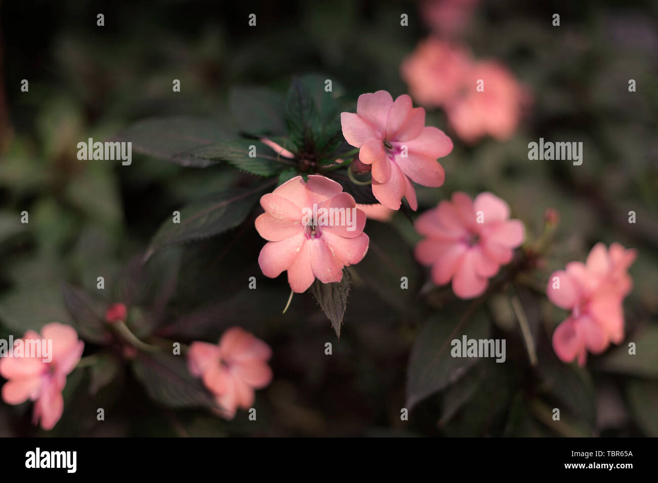 Walleria hi-res stock photography and images - Alamy