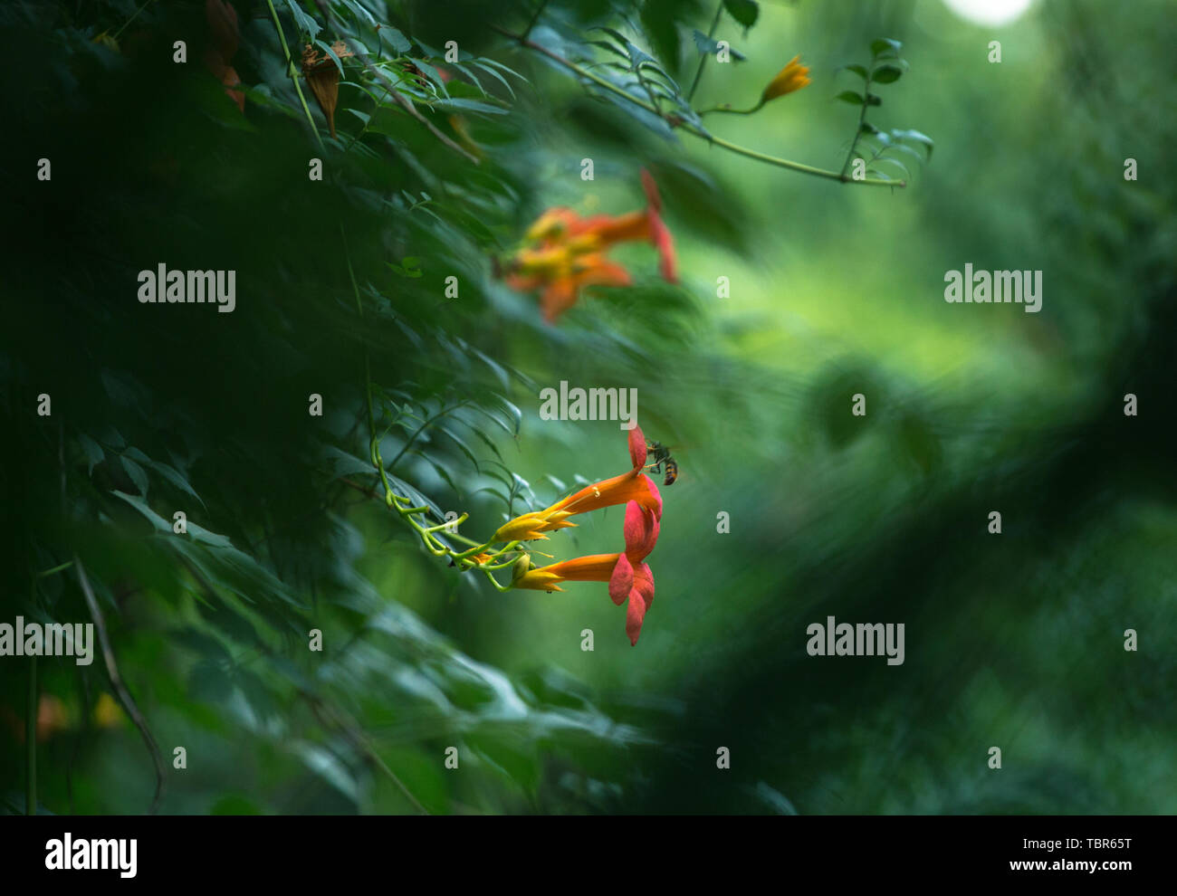 Lingxiao hi-res stock photography and images - Alamy