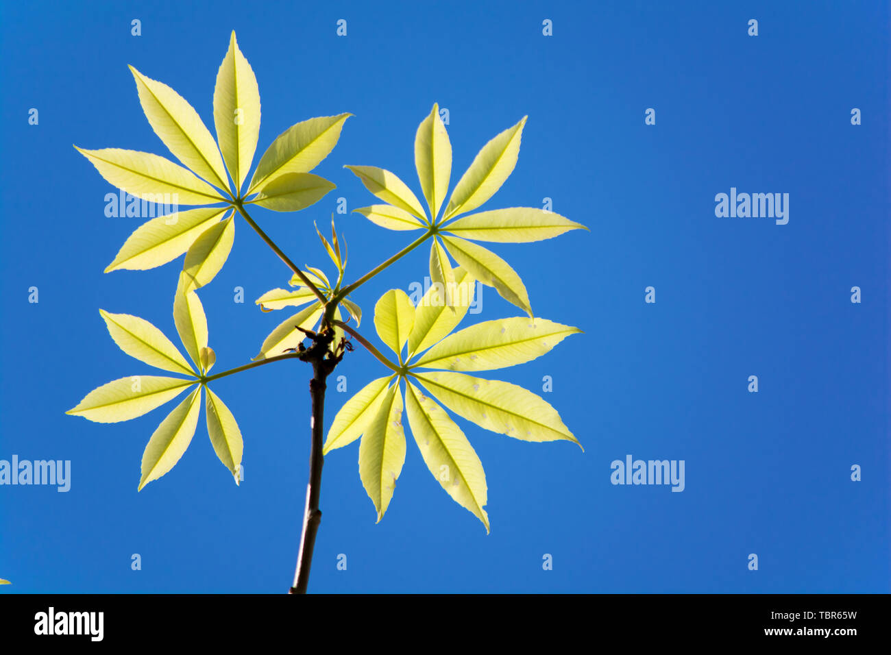 Seven leaf tree hi-res stock photography and images - Alamy
