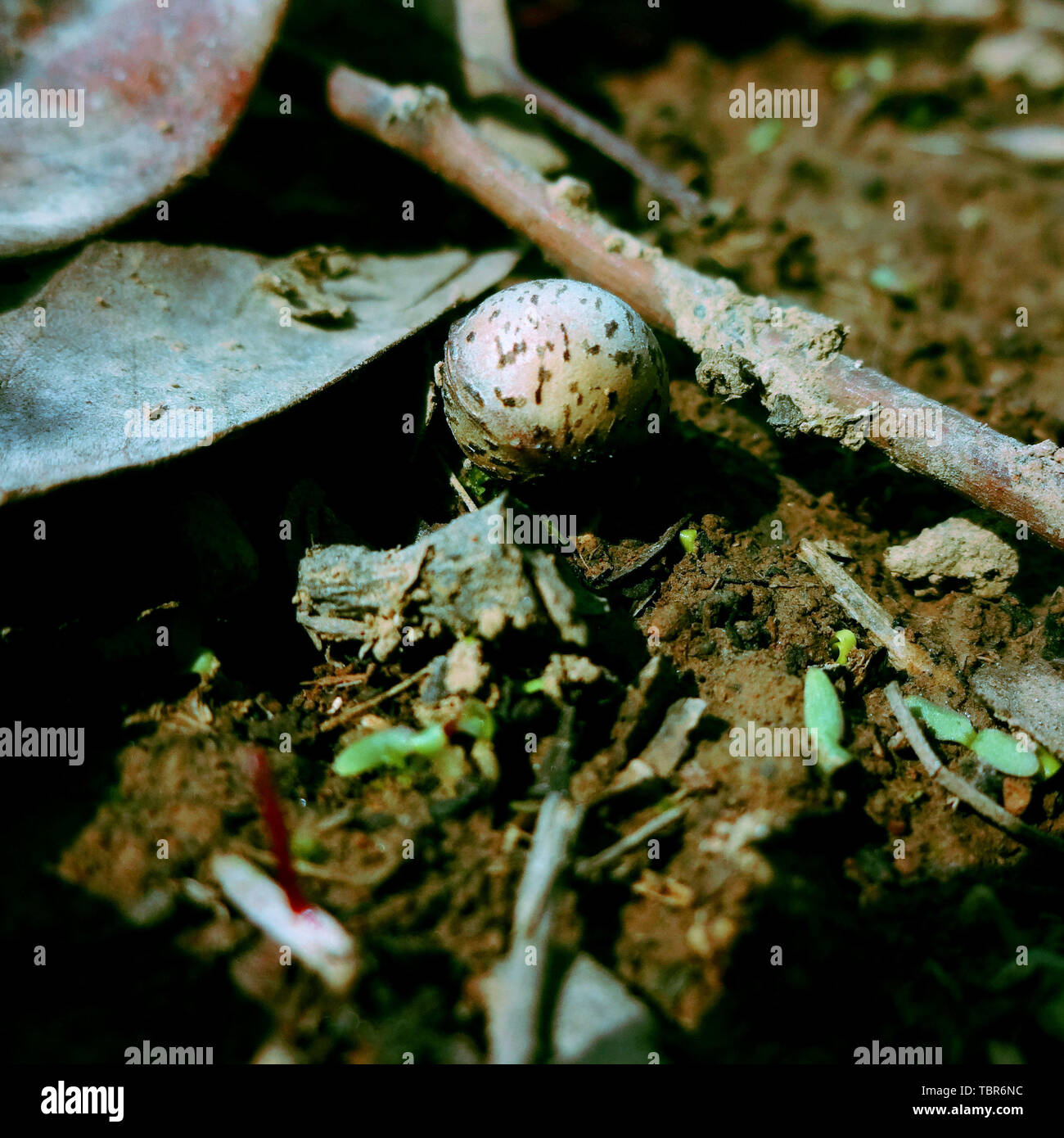 Camphor tree fruit hi-res stock photography and images - Alamy