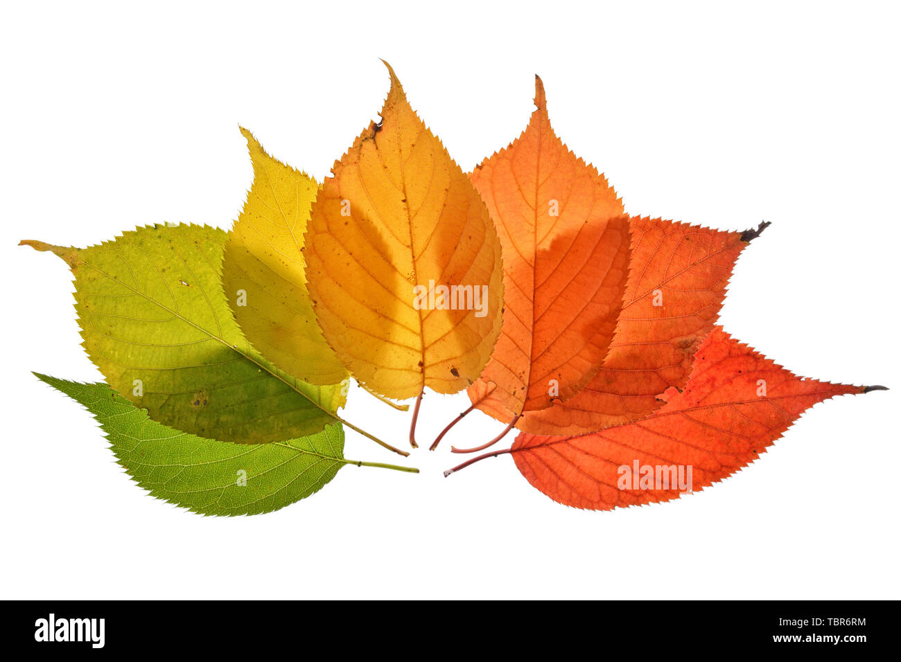 Mountain full of trees Cut Out Stock Images & Pictures - Alamy