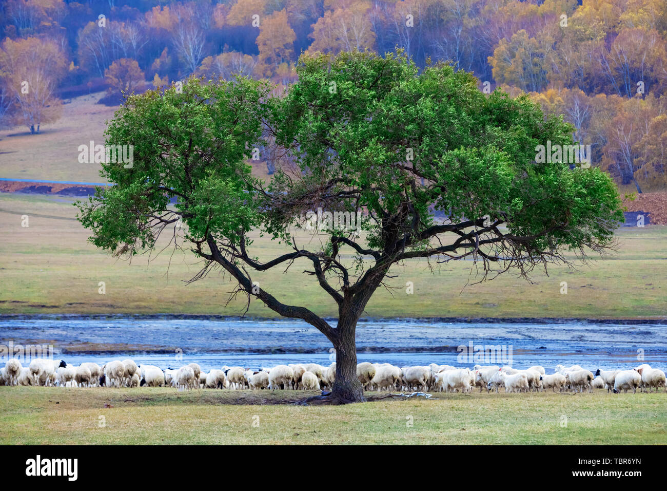 Autumn color on the dam Stock Photo - Alamy
