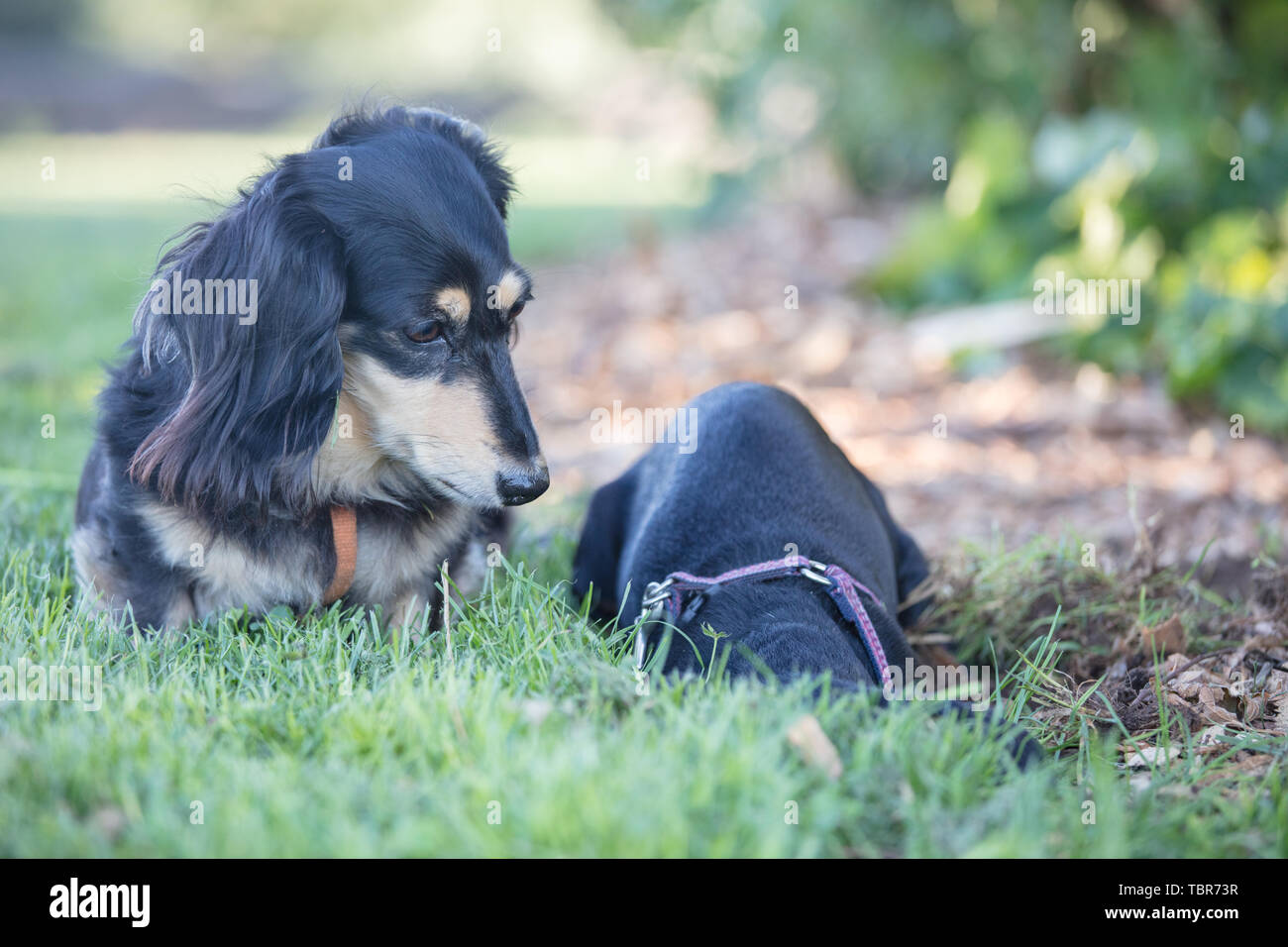 Dachshund Dachshund Dachshun Stock Photo - Alamy