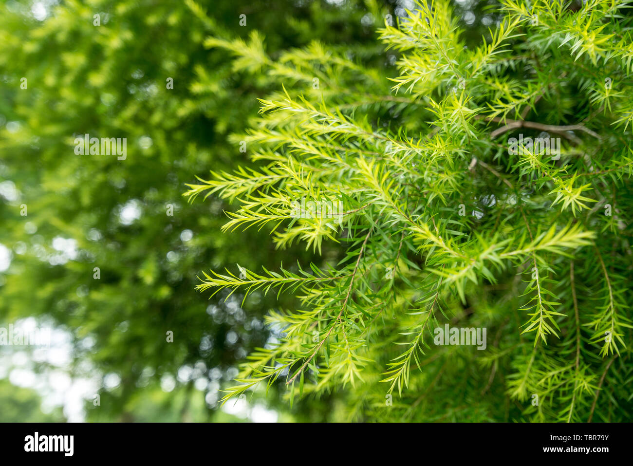 Willow planting grain hi-res stock photography and images - Alamy