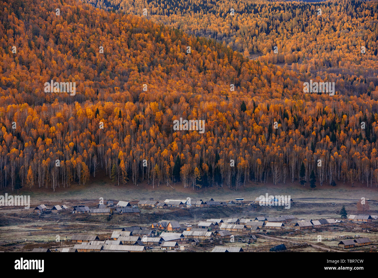 Xinjiang forest hi-res stock photography and images - Alamy