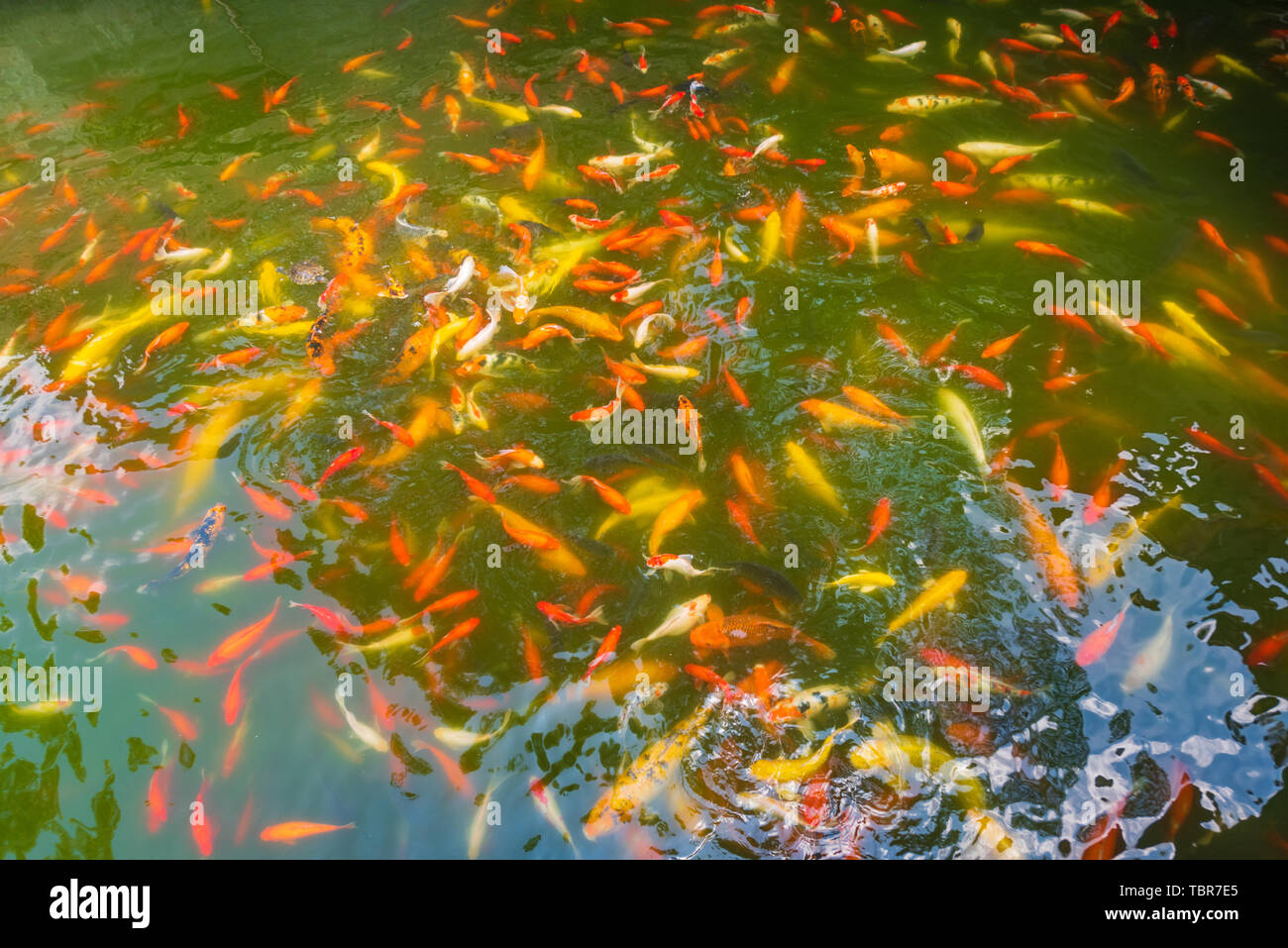 Jiuqu Bridge in Yuyuan, Shanghai Stock Photo - Alamy