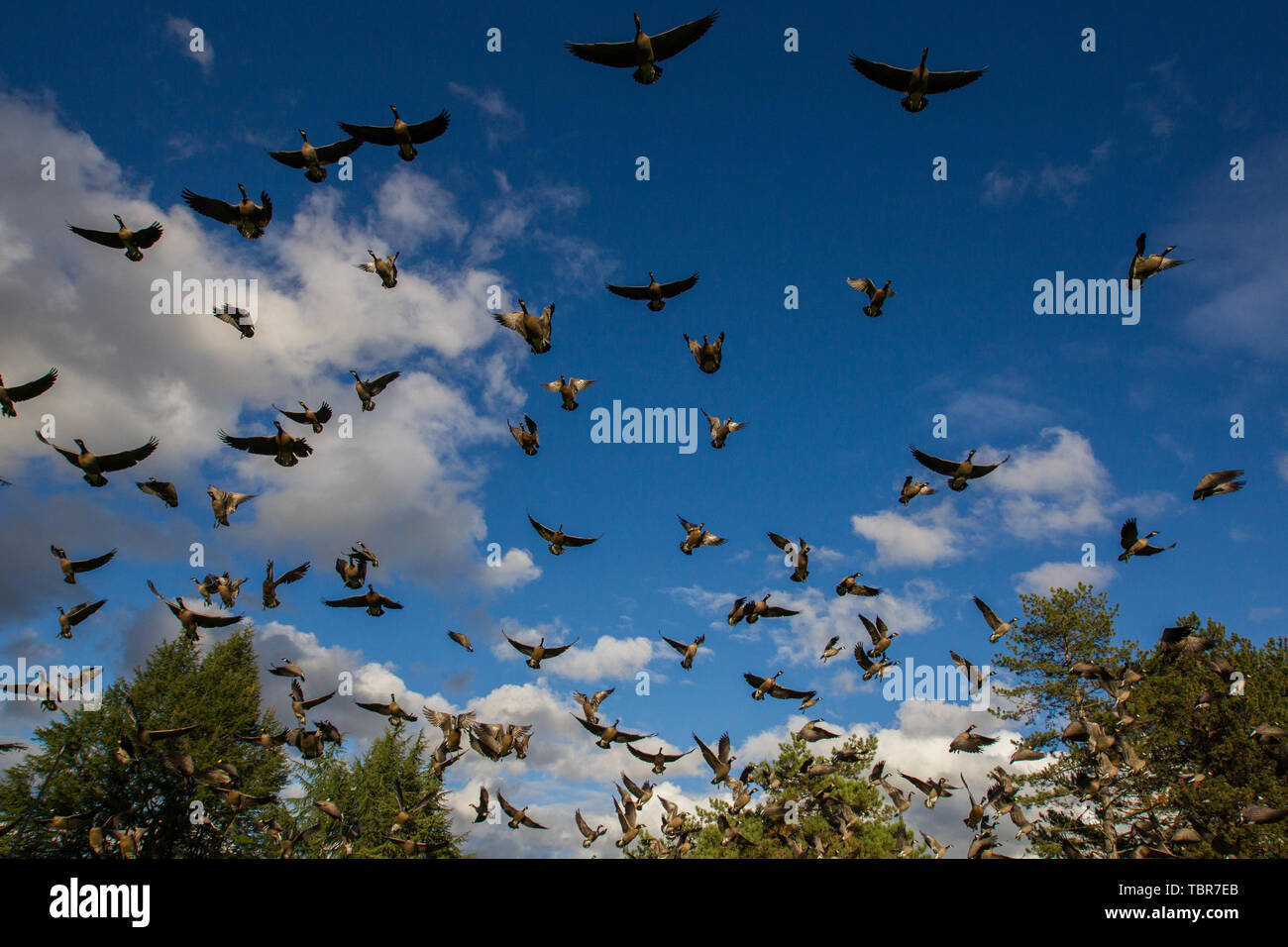 Canadian geese in Portland, United States Stock Photo - Alamy