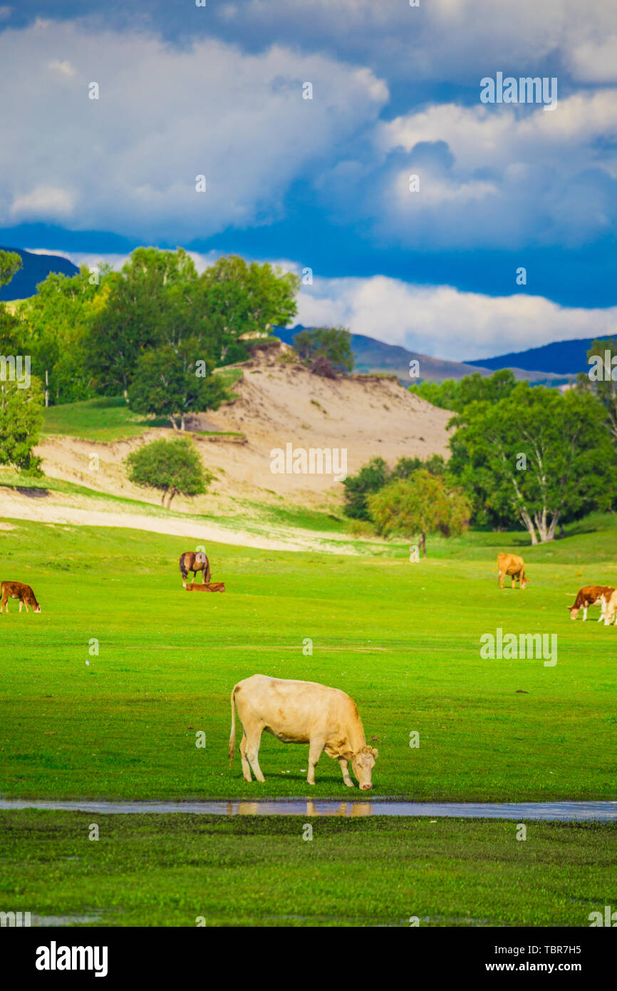 Landscape trees with nature lawns sky outdoors summer wood farm hi-res ...